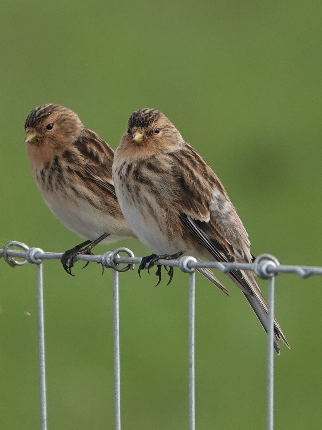 The NHBS Guide to UK Finch Identification – Hoopoe – A blog by nhbs