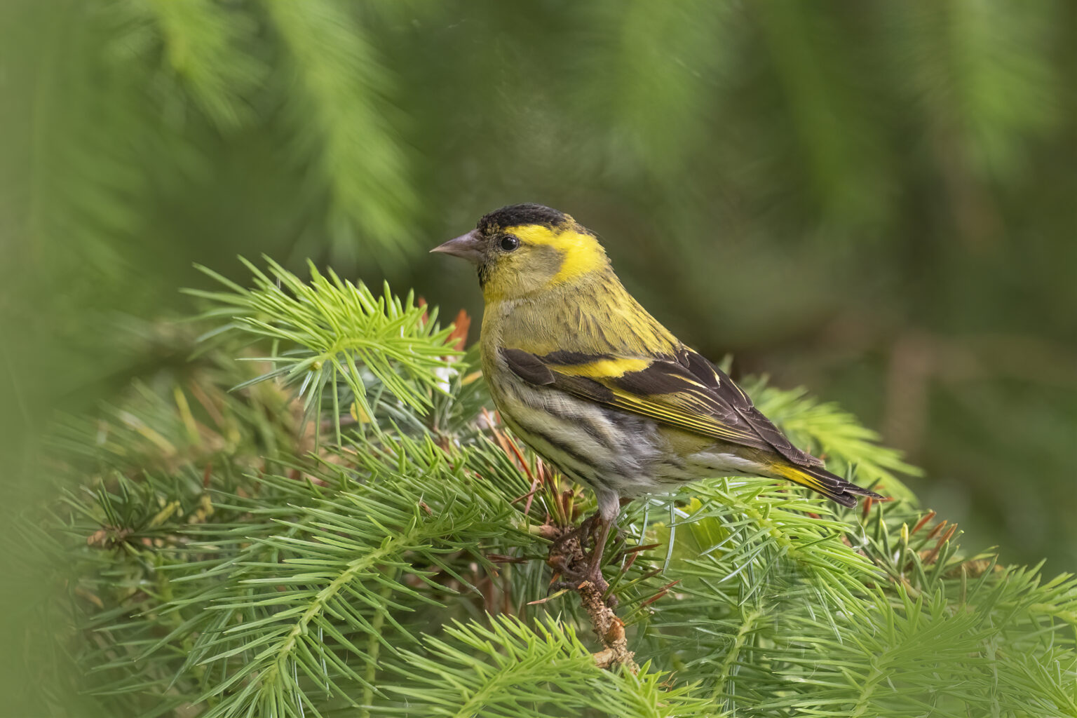 The NHBS Guide to UK Finch Identification