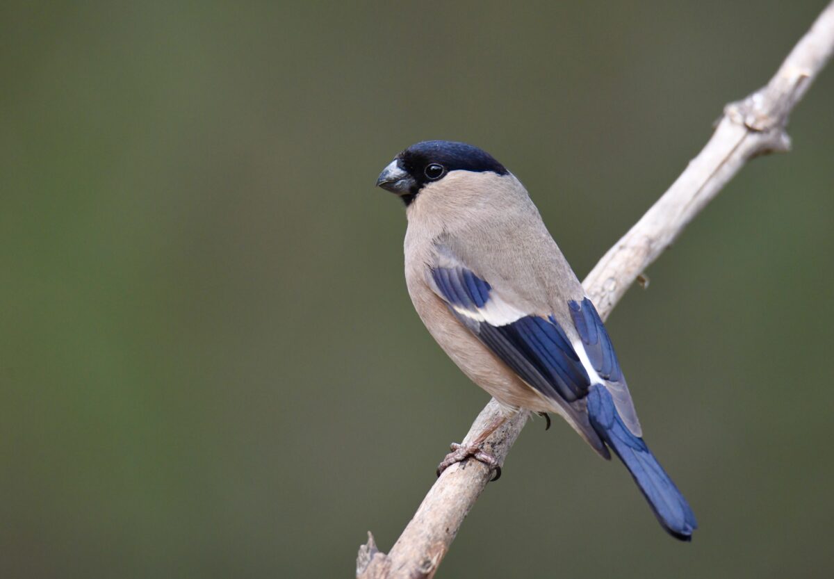 The NHBS Guide to UK Finch Identification