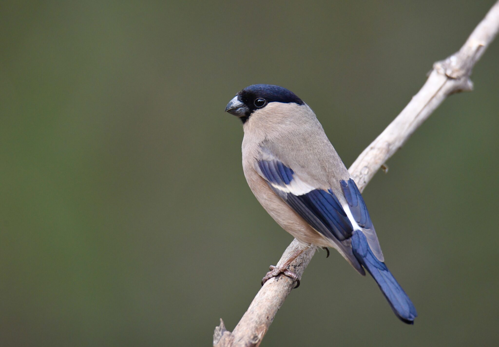The NHBS Guide to UK Finch Identification