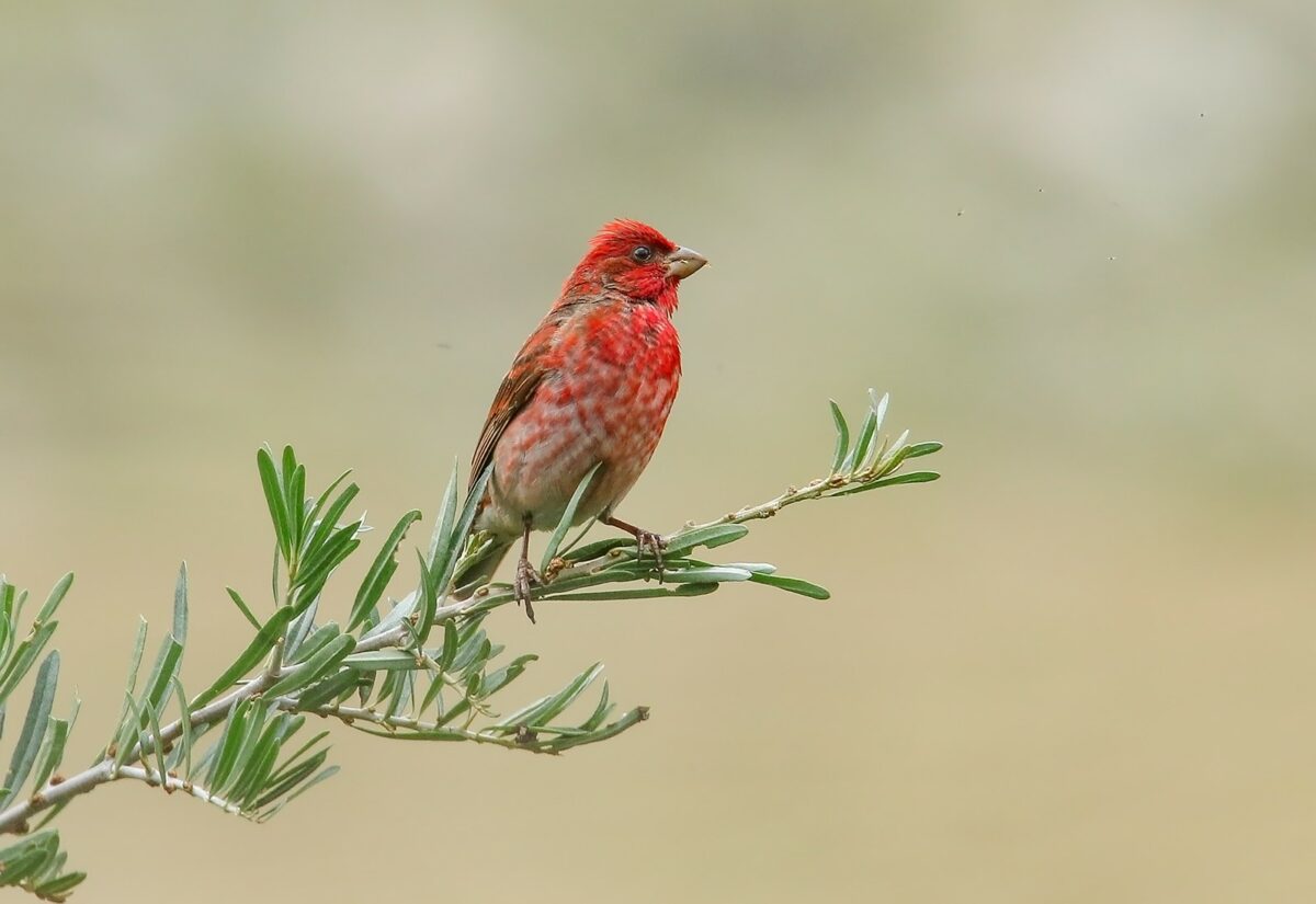 The NHBS Guide to UK Finch Identification – Hoopoe – A blog by nhbs