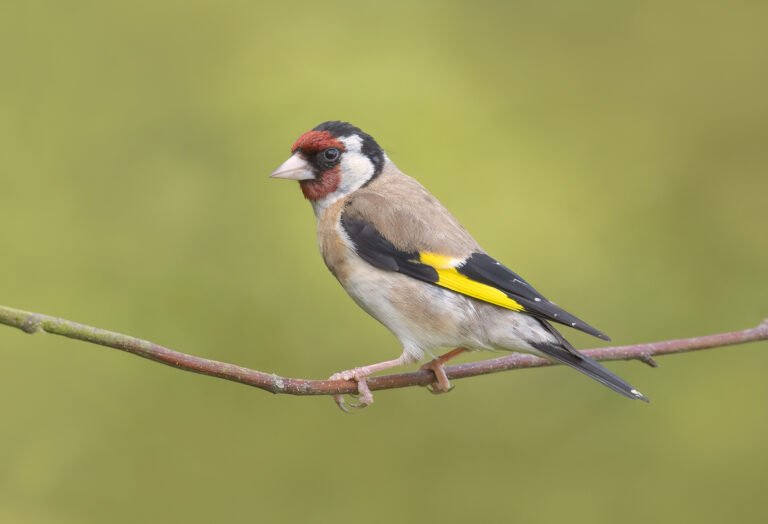 The NHBS Guide to UK Finch Identification