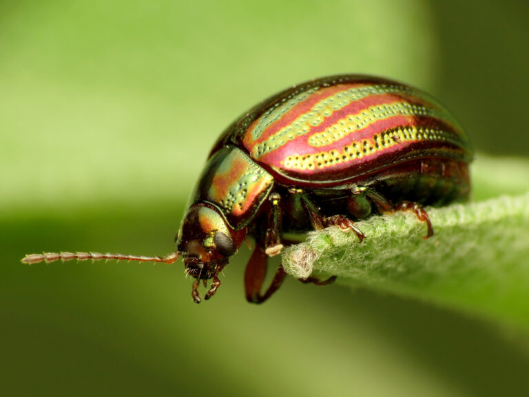 The NHBS Guide to UK Common Garden Beetles
