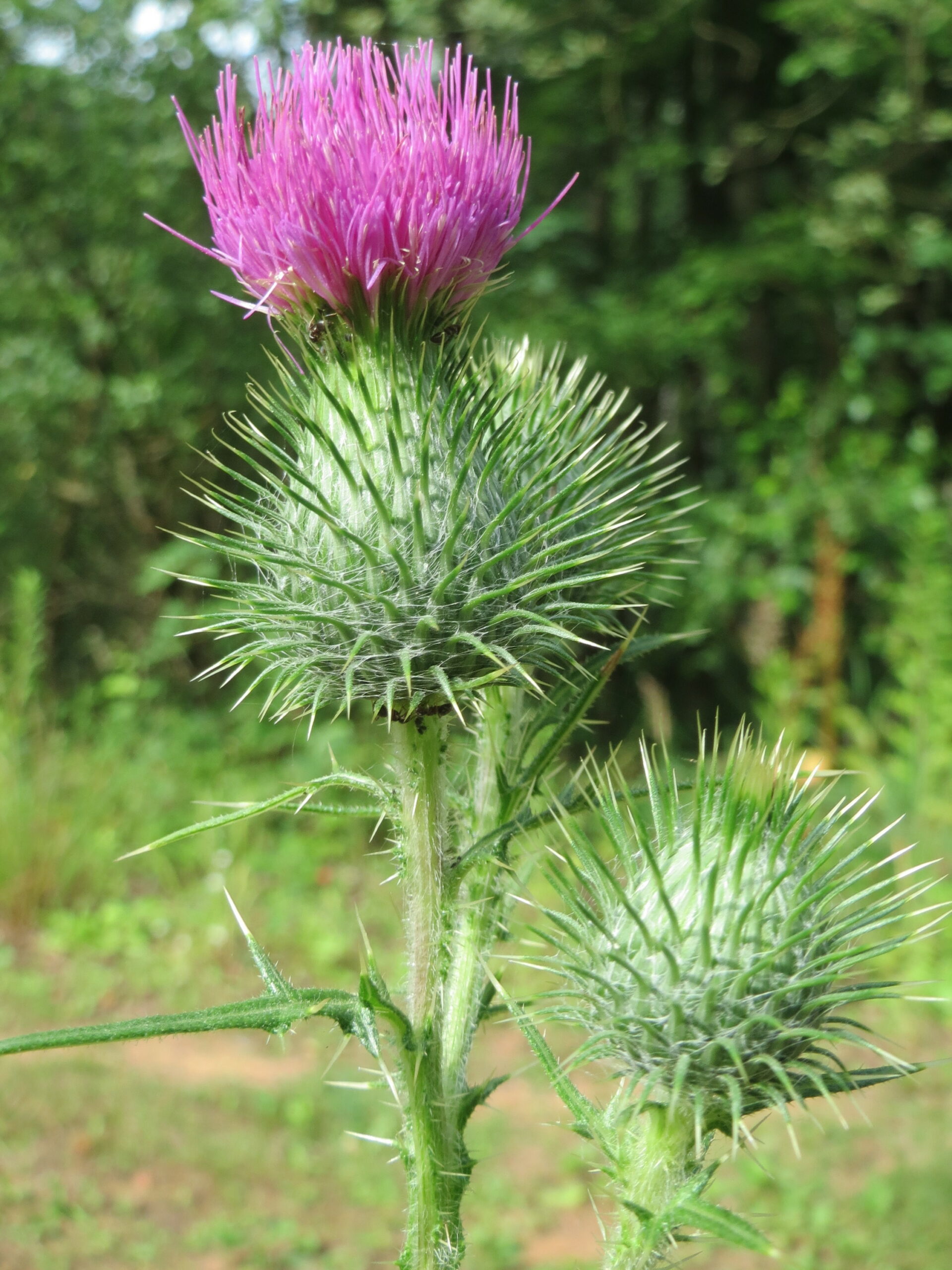 The NHBS Guide to Thistles – Hoopoe – A blog by nhbs