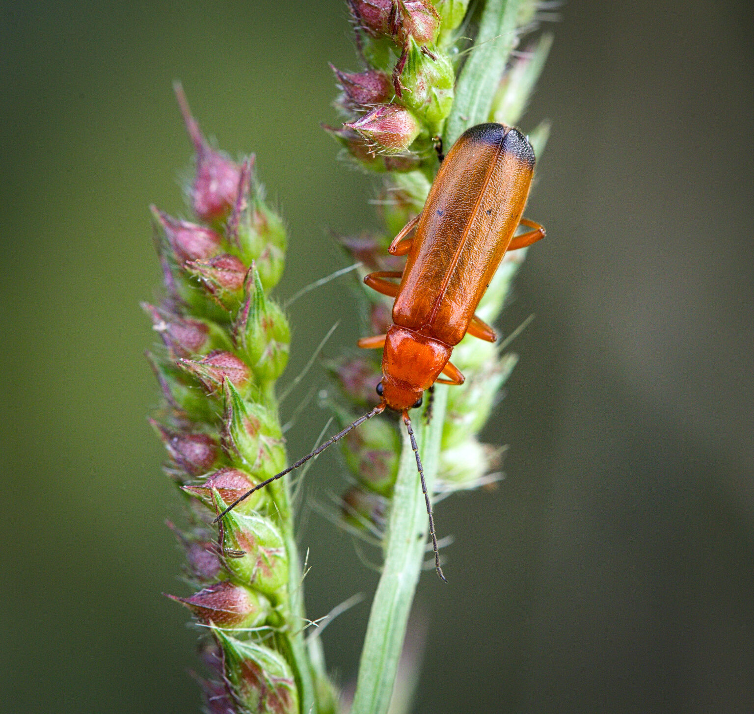 The NHBS Guide to UK Common Garden Beetles – Hoopoe – A blog by nhbs