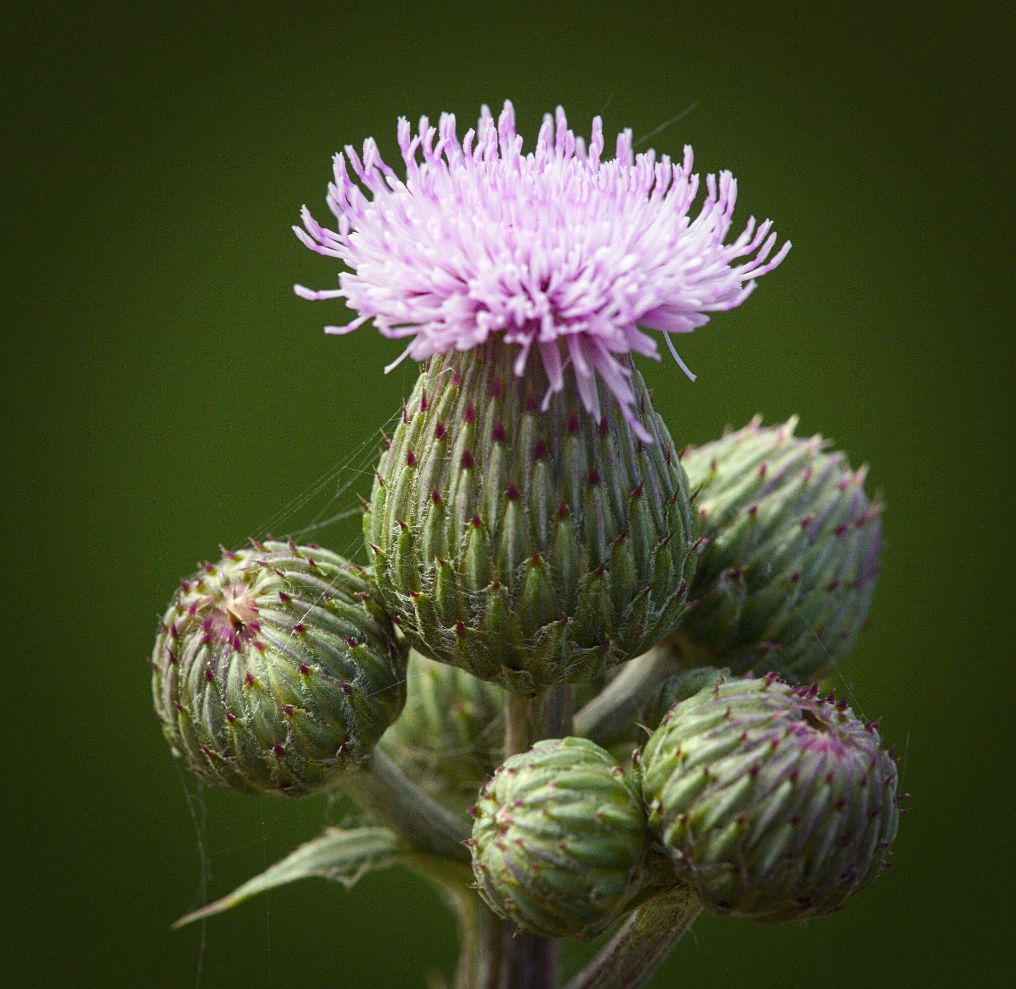 The NHBS Guide to Thistles – Hoopoe – A blog by nhbs