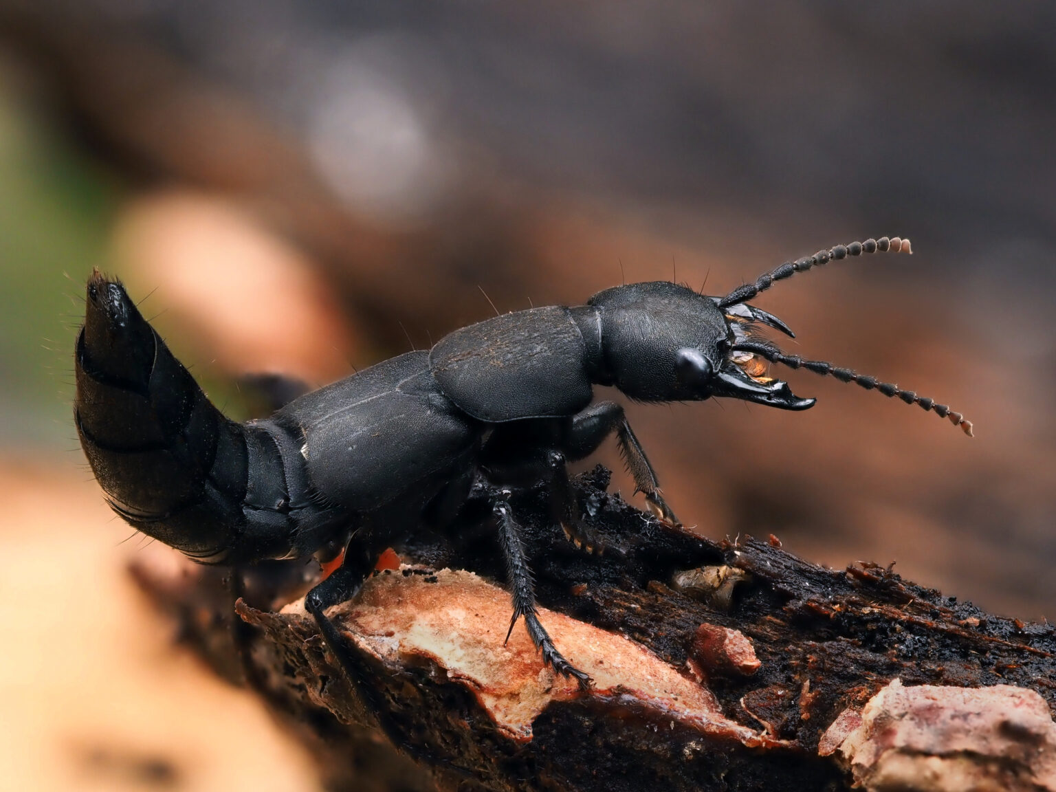 The NHBS Guide to UK Common Garden Beetles