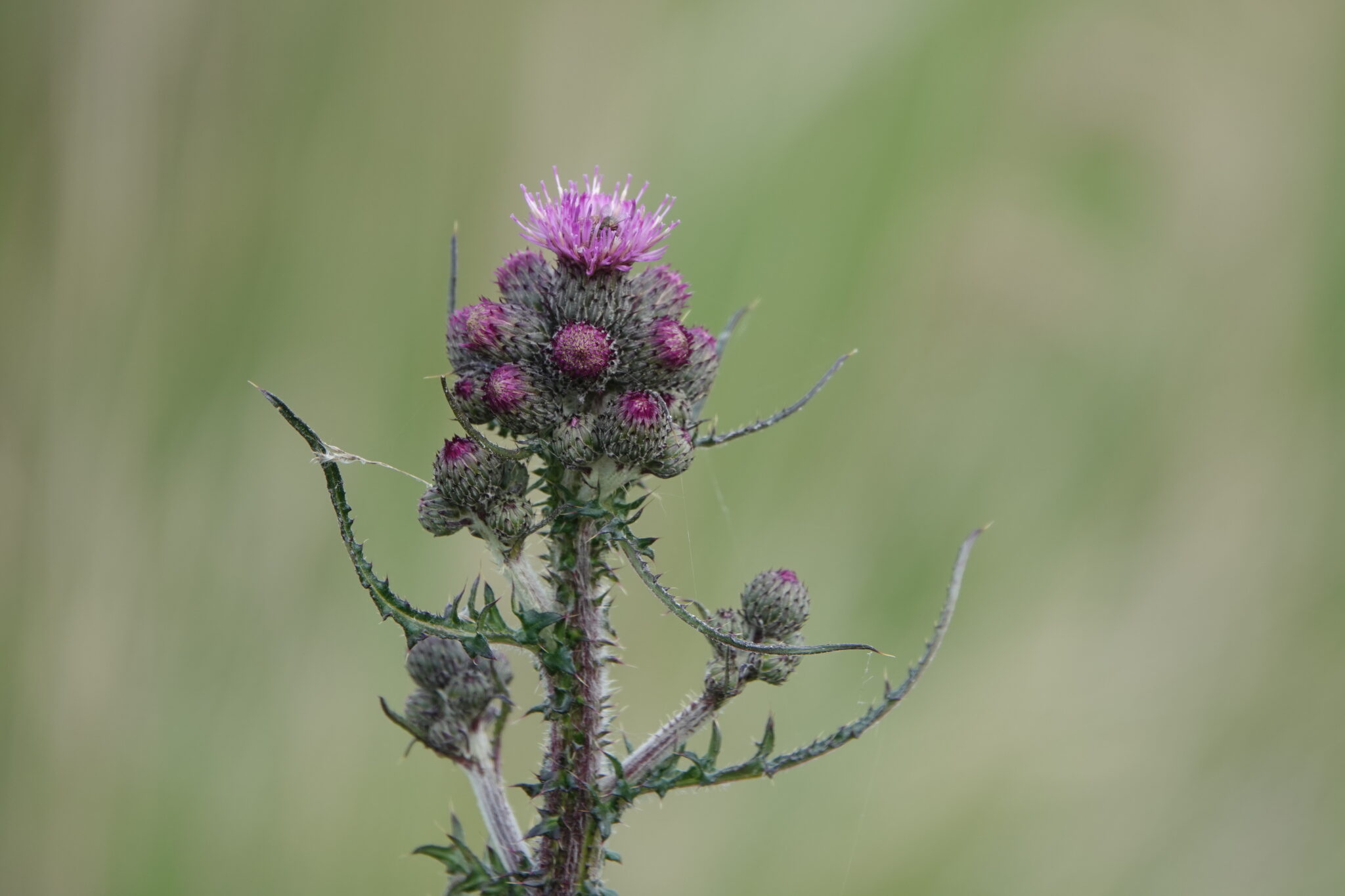 The NHBS Guide to Thistles – Hoopoe – A blog by nhbs