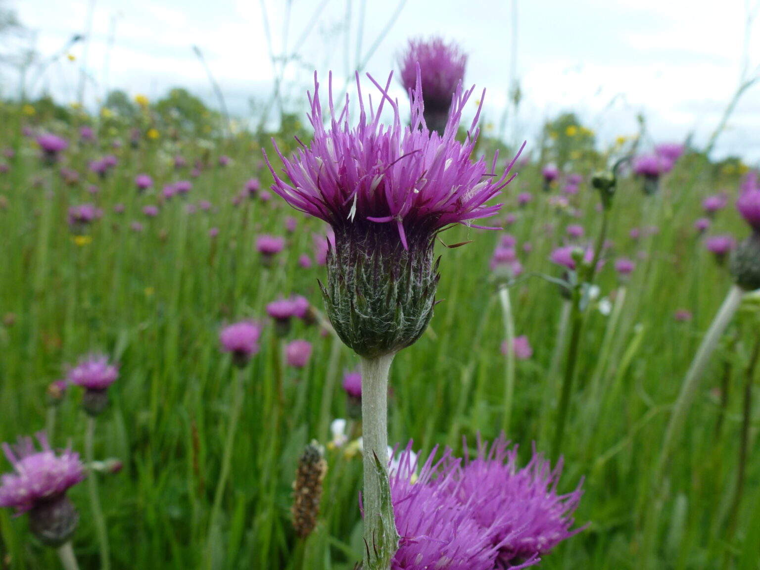 The NHBS Guide to Thistles