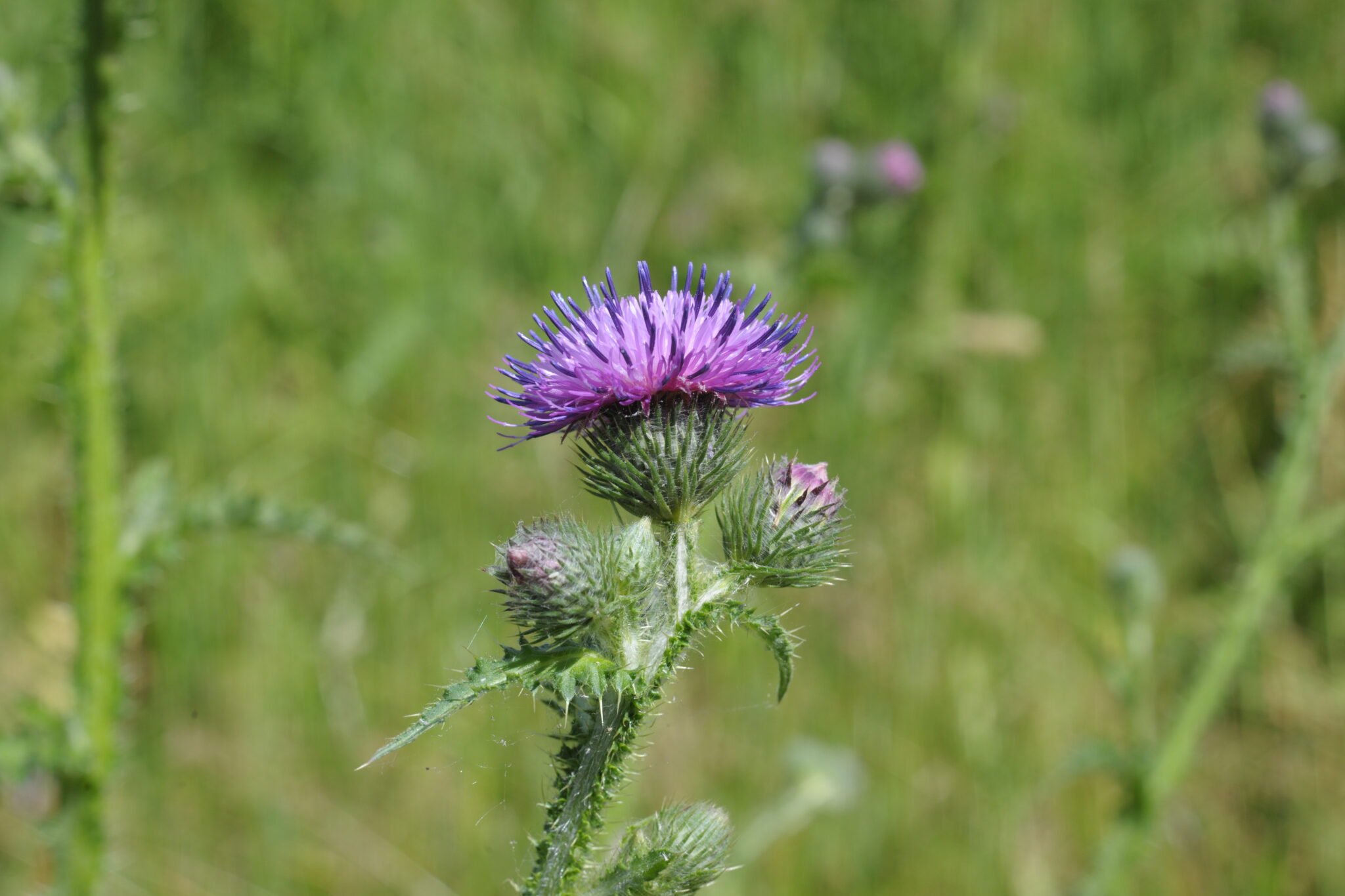 The NHBS Guide to Thistles