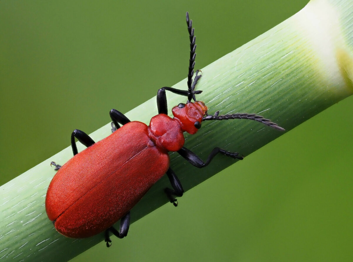 The NHBS Guide to UK Common Garden Beetles – Hoopoe – A blog by nhbs