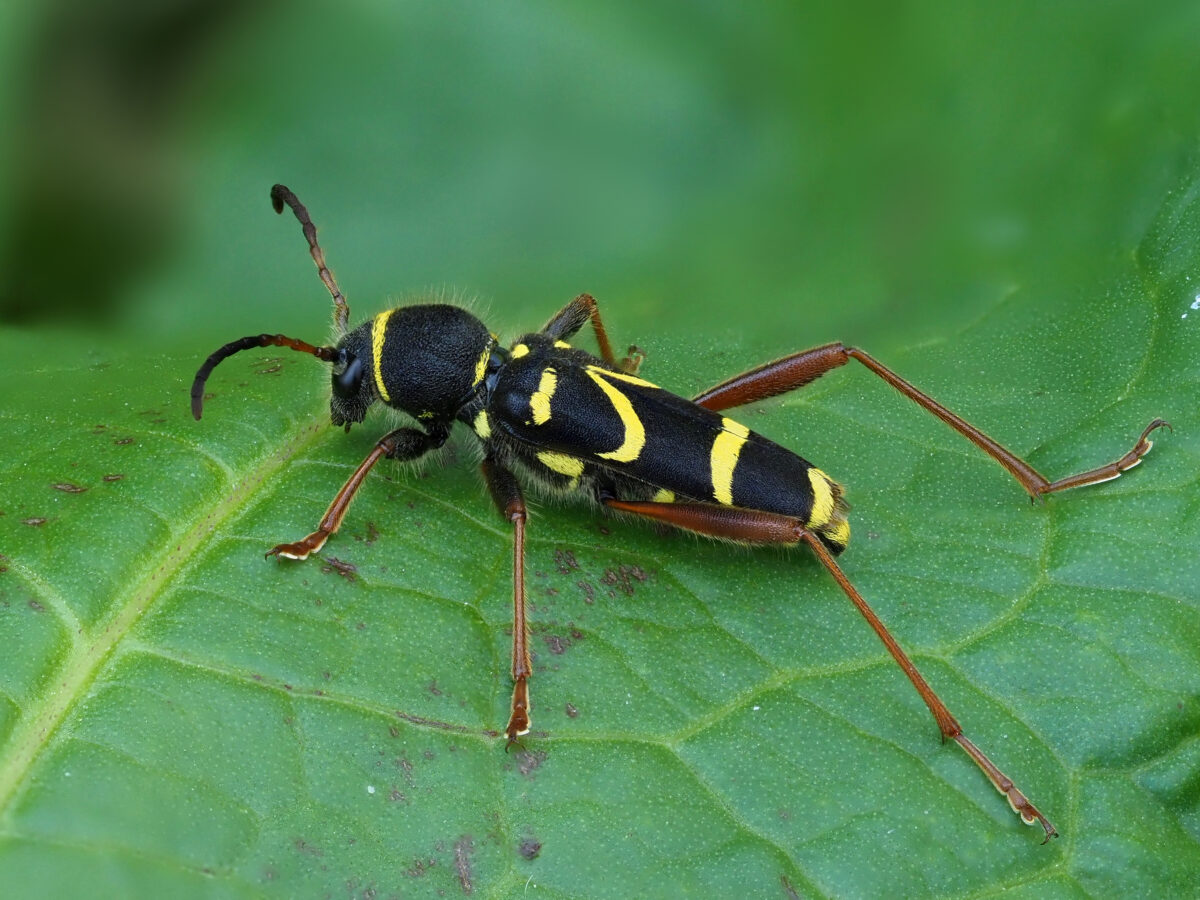 The NHBS Guide to UK Common Garden Beetles