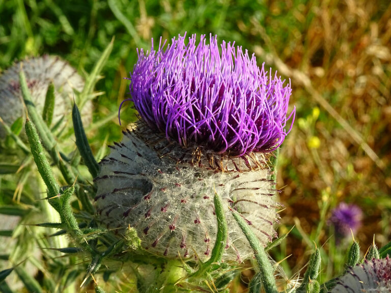 The NHBS Guide to Thistles – Hoopoe – A blog by nhbs