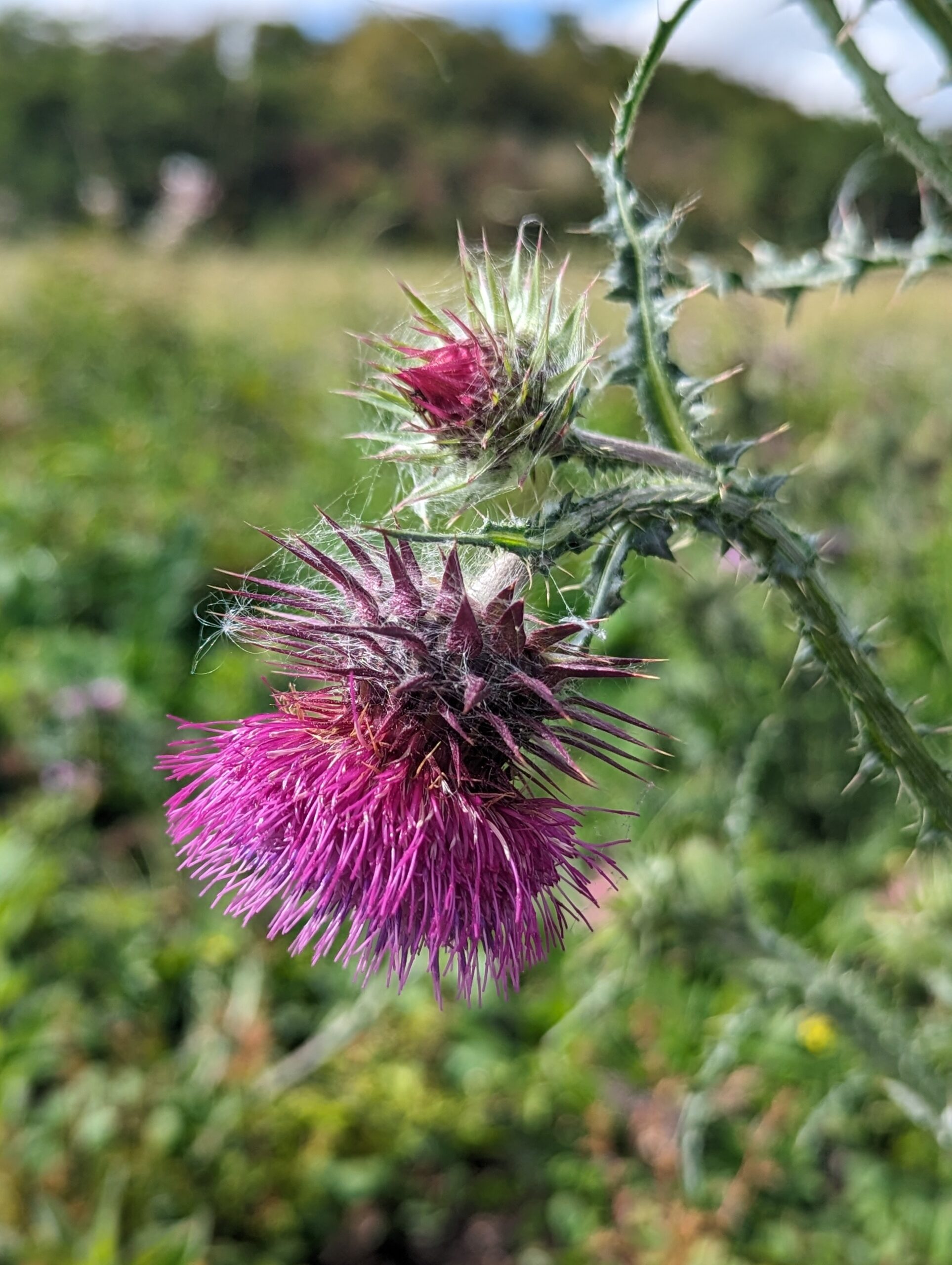 The NHBS Guide to Thistles – Hoopoe – A blog by nhbs