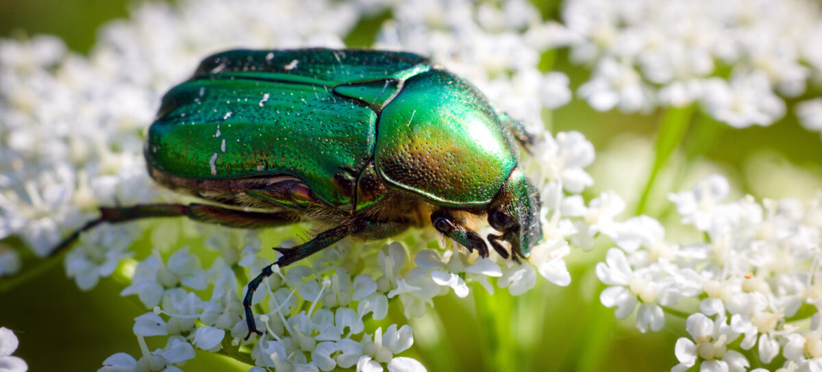 The NHBS Guide to UK Common Garden Beetles – Hoopoe – A blog by nhbs