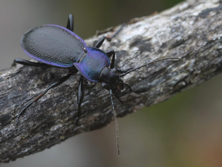 The NHBS Guide to UK Common Garden Beetles