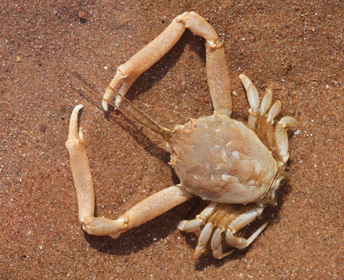 The NHBS Guide to UK Shore Crabs