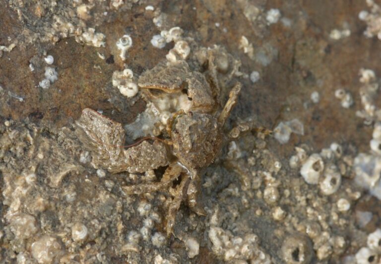 The NHBS Guide to UK Shore Crabs