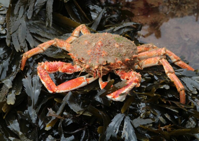 The NHBS Guide to UK Shore Crabs