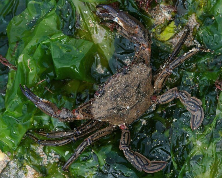 The NHBS Guide to UK Shore Crabs – Hoopoe – A blog by nhbs