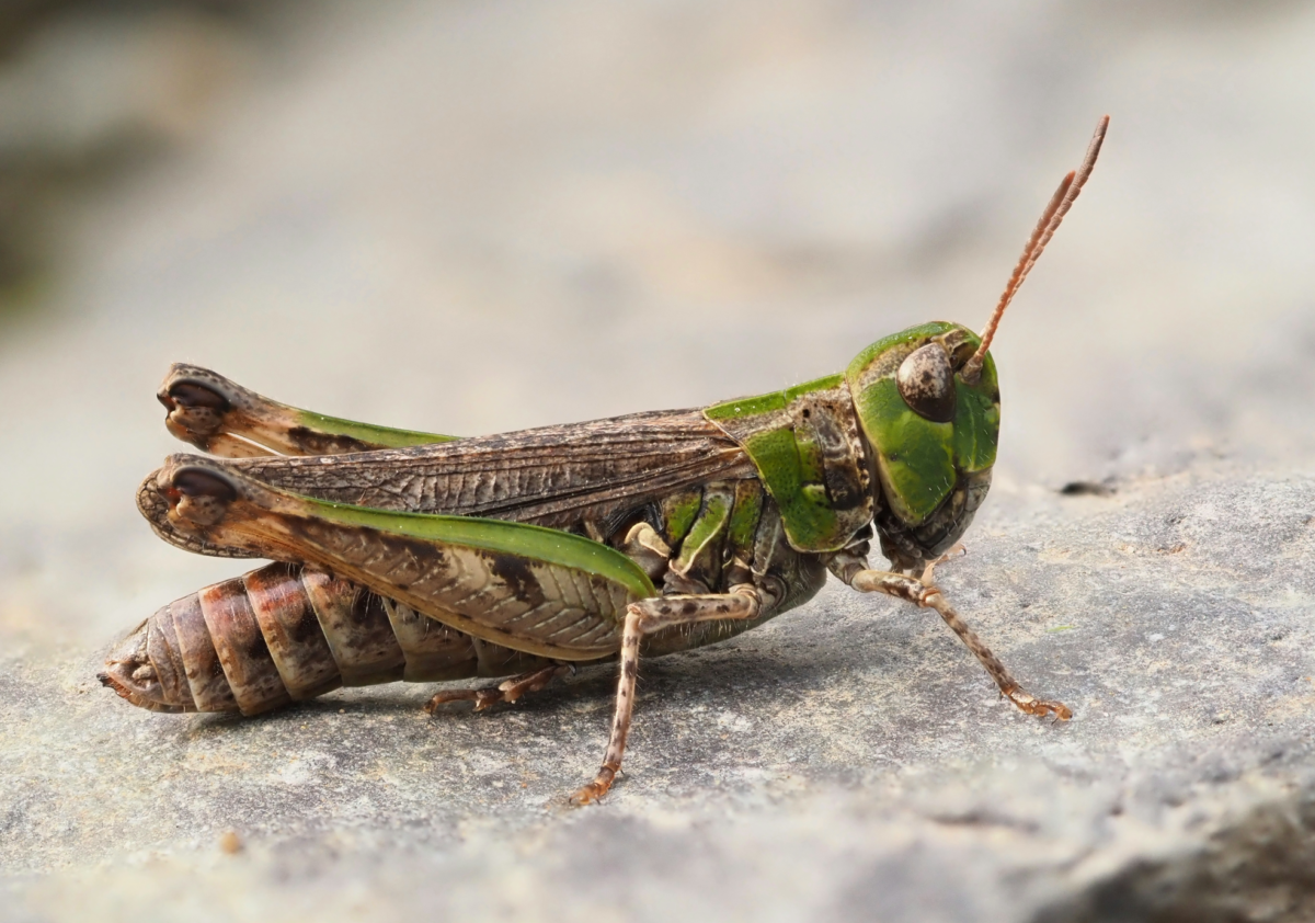 The NHBS Guide to Grasshoppers and Bush-crickets