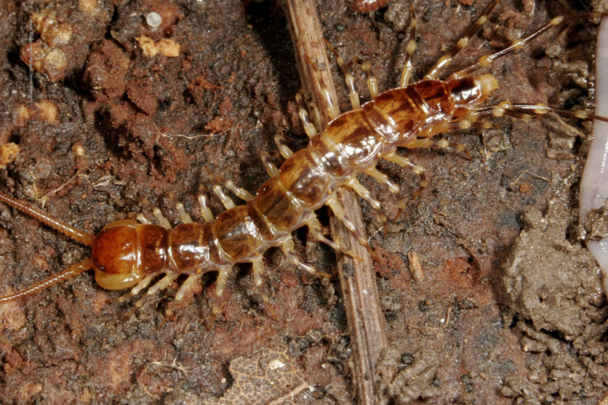 The NHBS Guide to UK Centipedes and Millipedes
