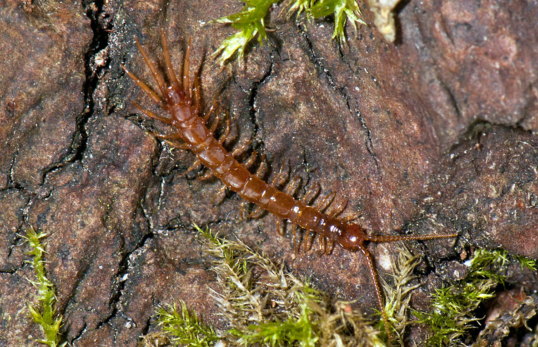 The NHBS Guide to UK Centipedes and Millipedes