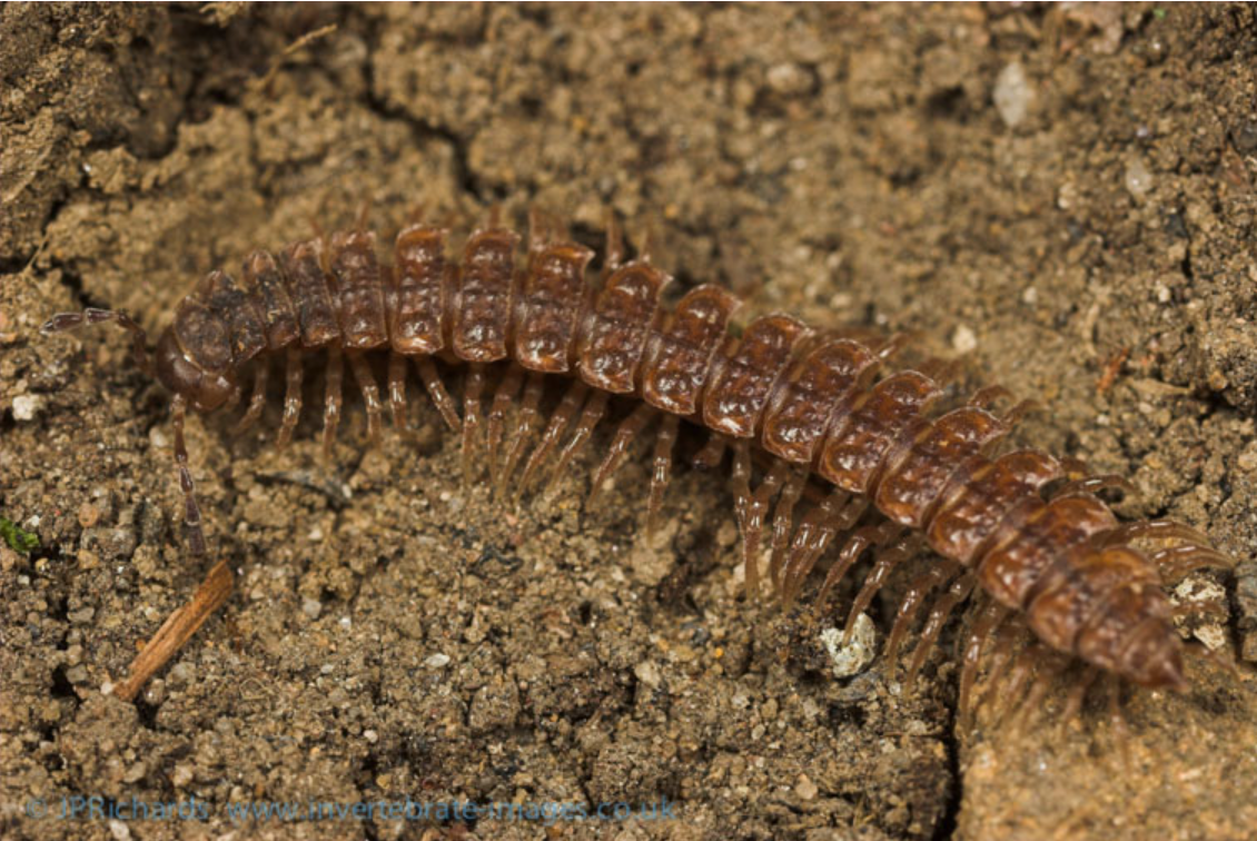 The NHBS Guide to UK Centipedes and Millipedes