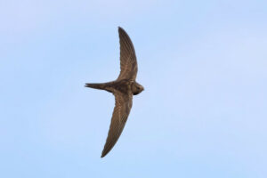 The NHBS Guide to Swift Nest Boxes