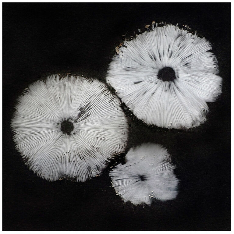 A Beginners Guide to Fungal Spore Printing – Hoopoe – A blog by nhbs