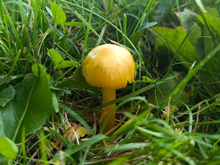 The NHBS Guide to UK Grassland Fungi – Hoopoe – A blog by nhbs The NHBS Guide to UK Grassland Fungi – Hoopoe – A blog by nhbs