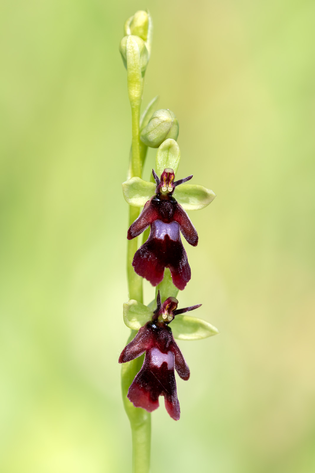The NHBS Guide to UK Orchid Identification – Hoopoe – A blog by nhbs