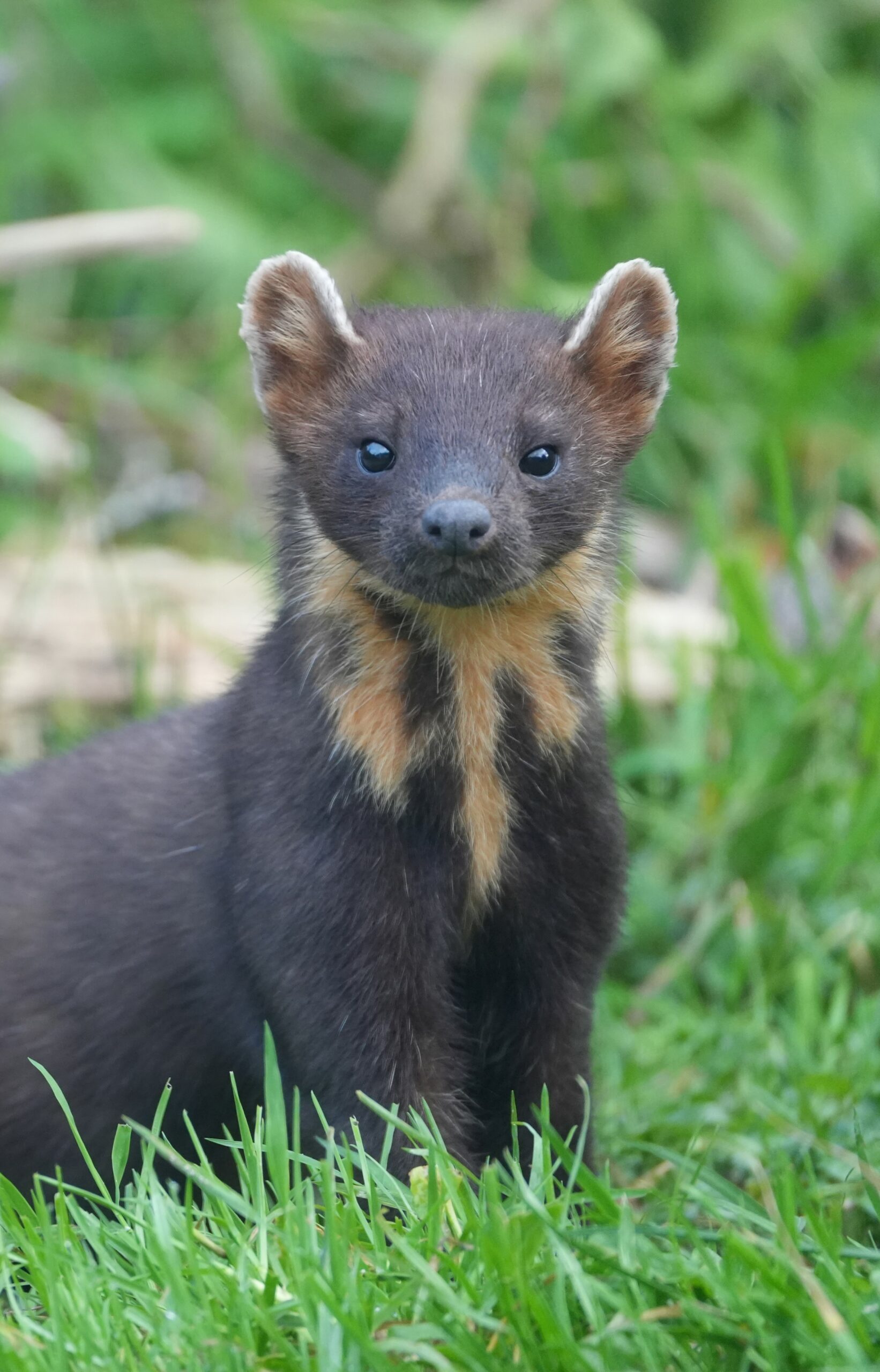 Hoopoe – A blog by nhbs – The NHBS Conservation Hub – news, reviews and ...