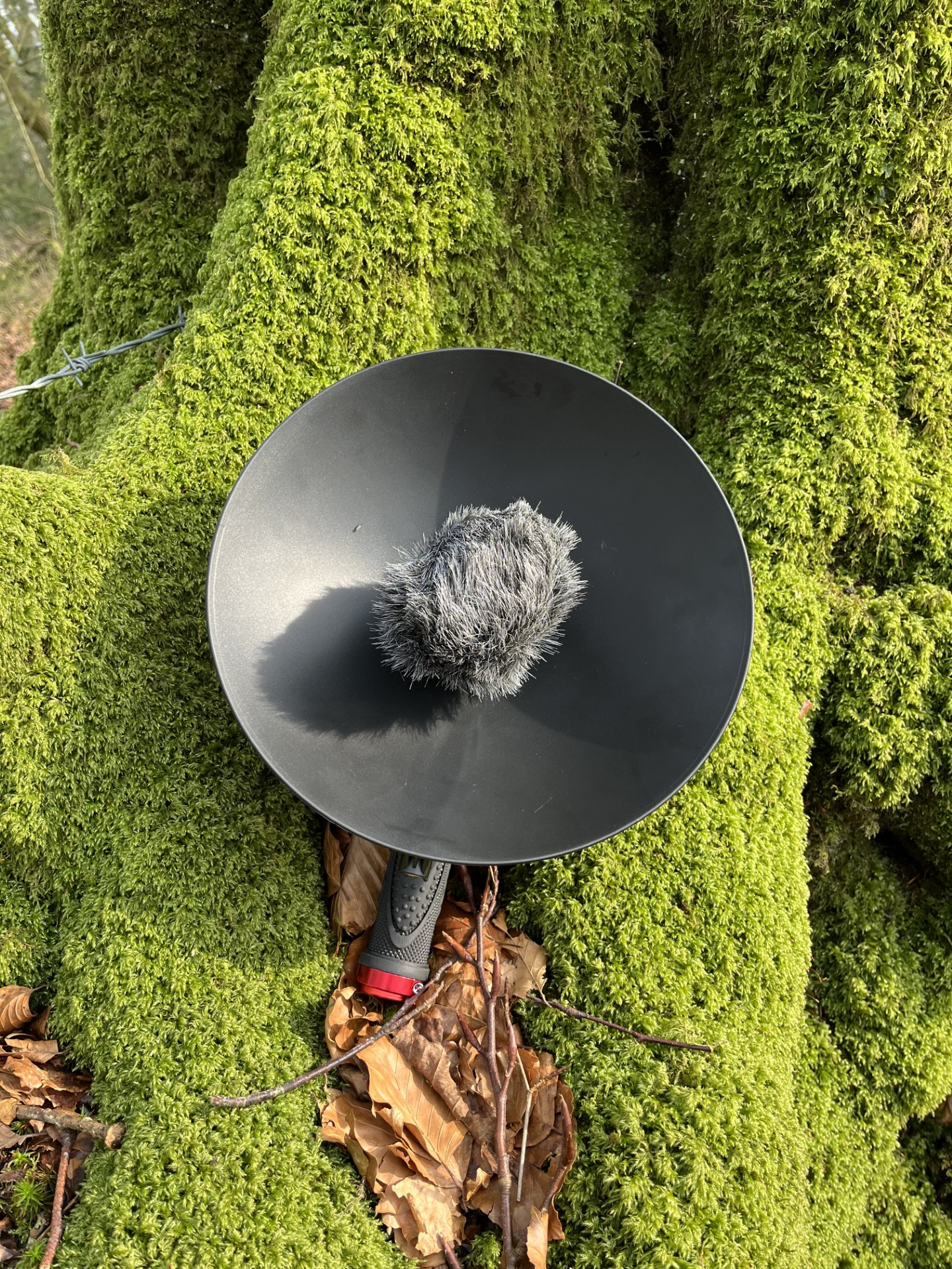 Equipment in Focus: BirdMic Parabolic Microphone – Hoopoe – A blog by nhbs