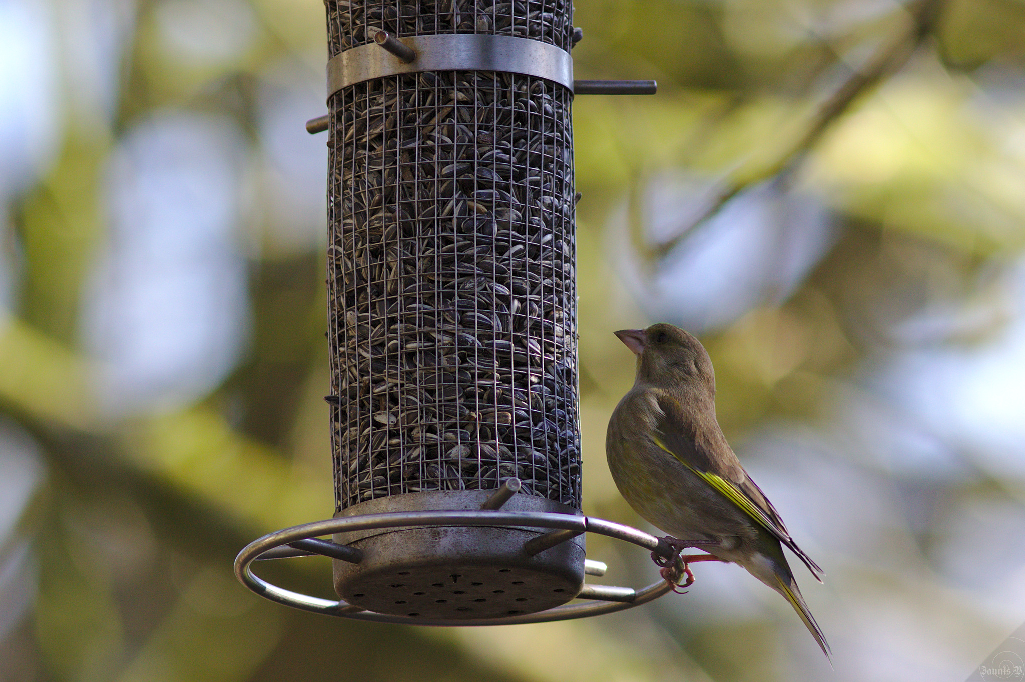 The NHBS Guide to Maintaining Bird Tables and Feeders
