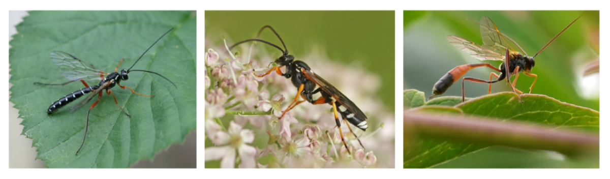 The NHBS Guide to UK Wasps
