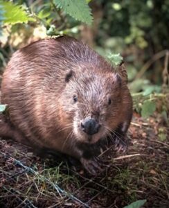 Bringing the Beaver Back to Ealing: A Community-Led Rewilding Success ...