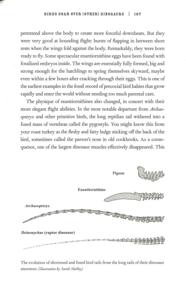 Book review – The Story of Birds: An Evolutionary History of the ...